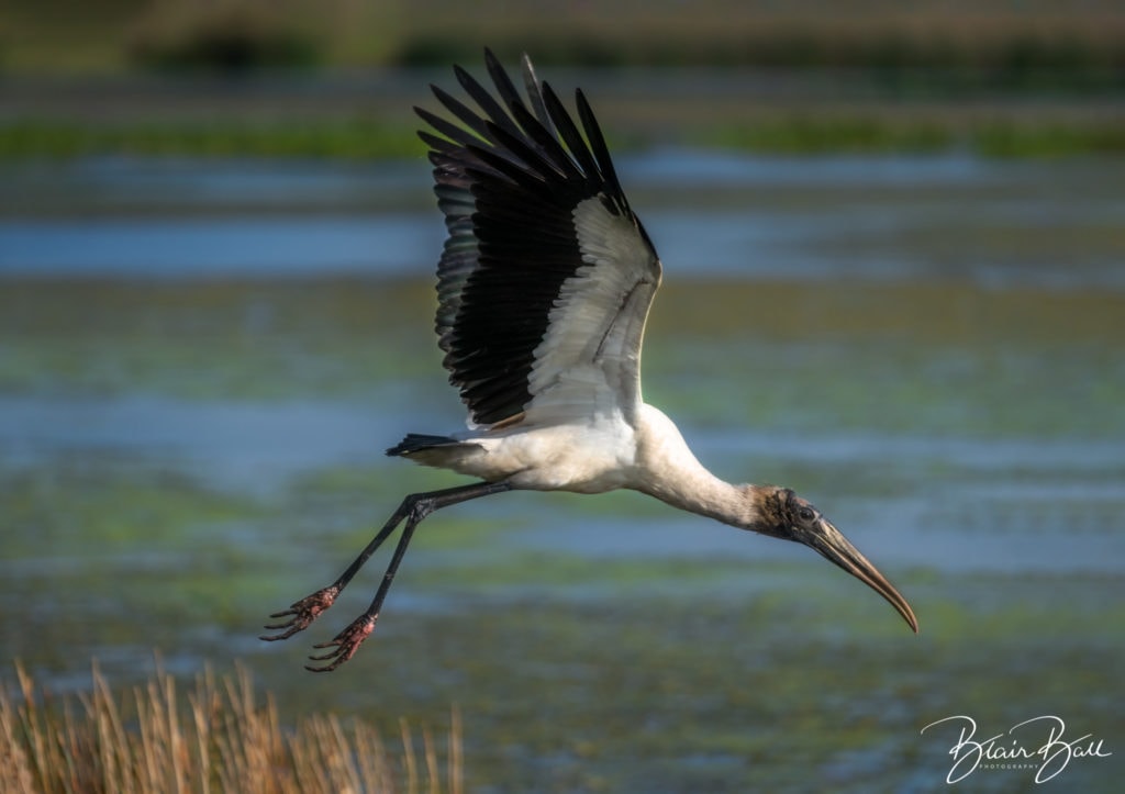 Florida Migratory Birds - Memphis Photographer Blair Ball | Event ...